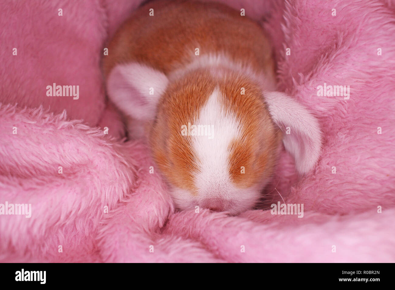 Baby bunny kits hi-res stock photography and images - Alamy
