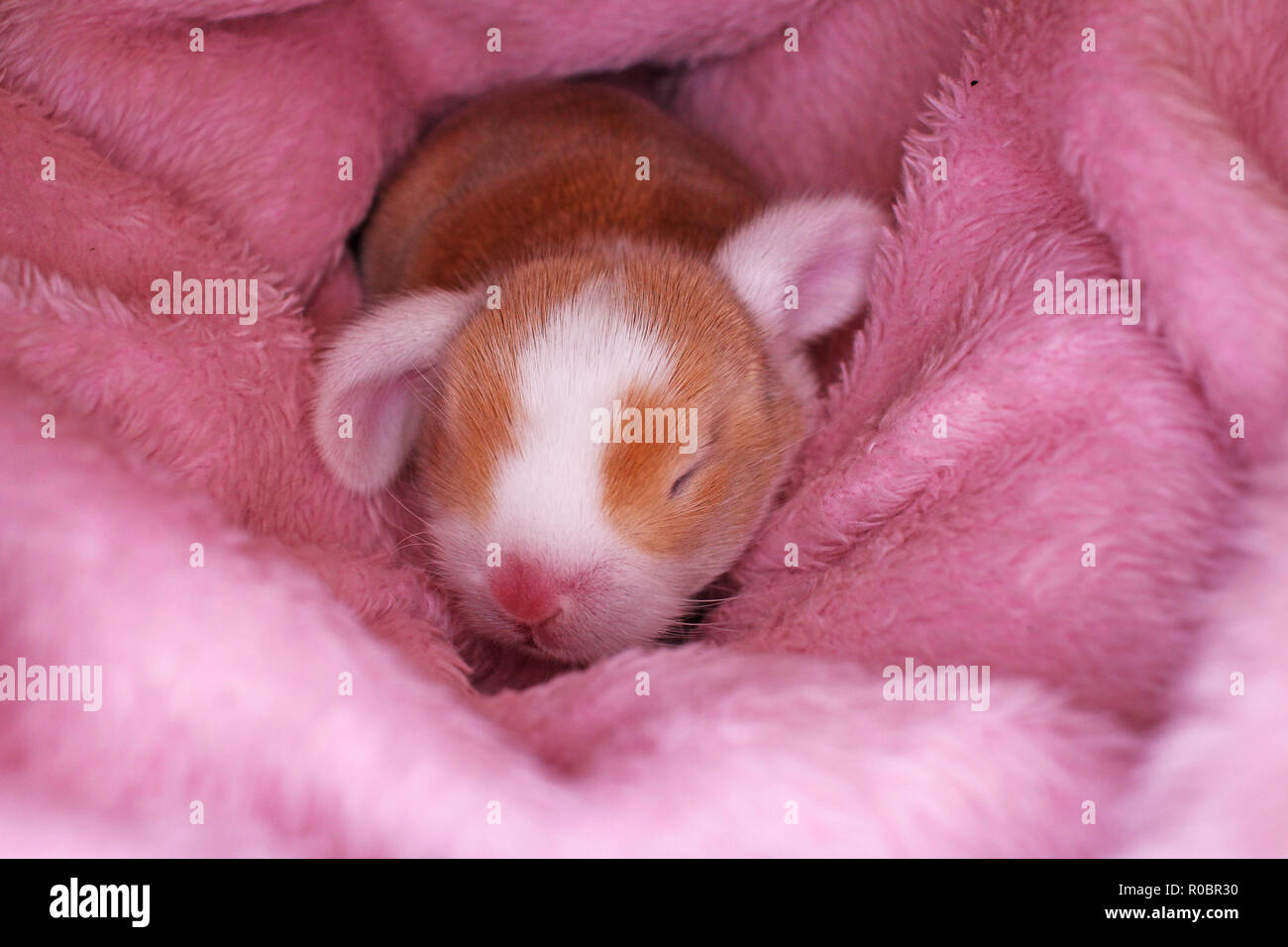 Bunny rabbit newborn lop kit 1 day old baby bunnies new born pets Stock ...