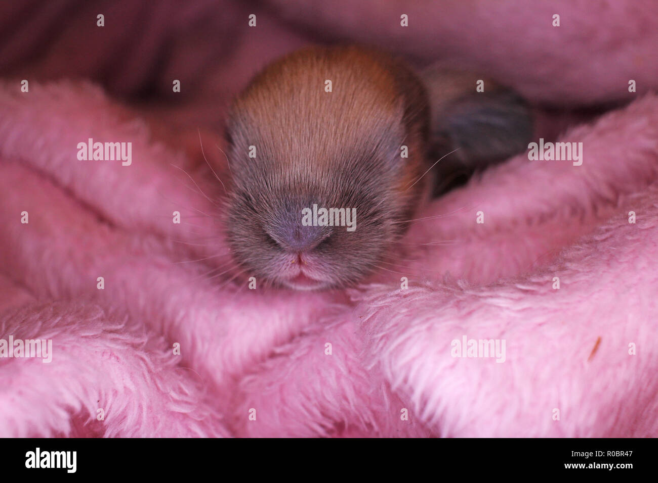 Bunny rabbit newborn lop kit 1 day old baby bunnies new born pets Stock ...