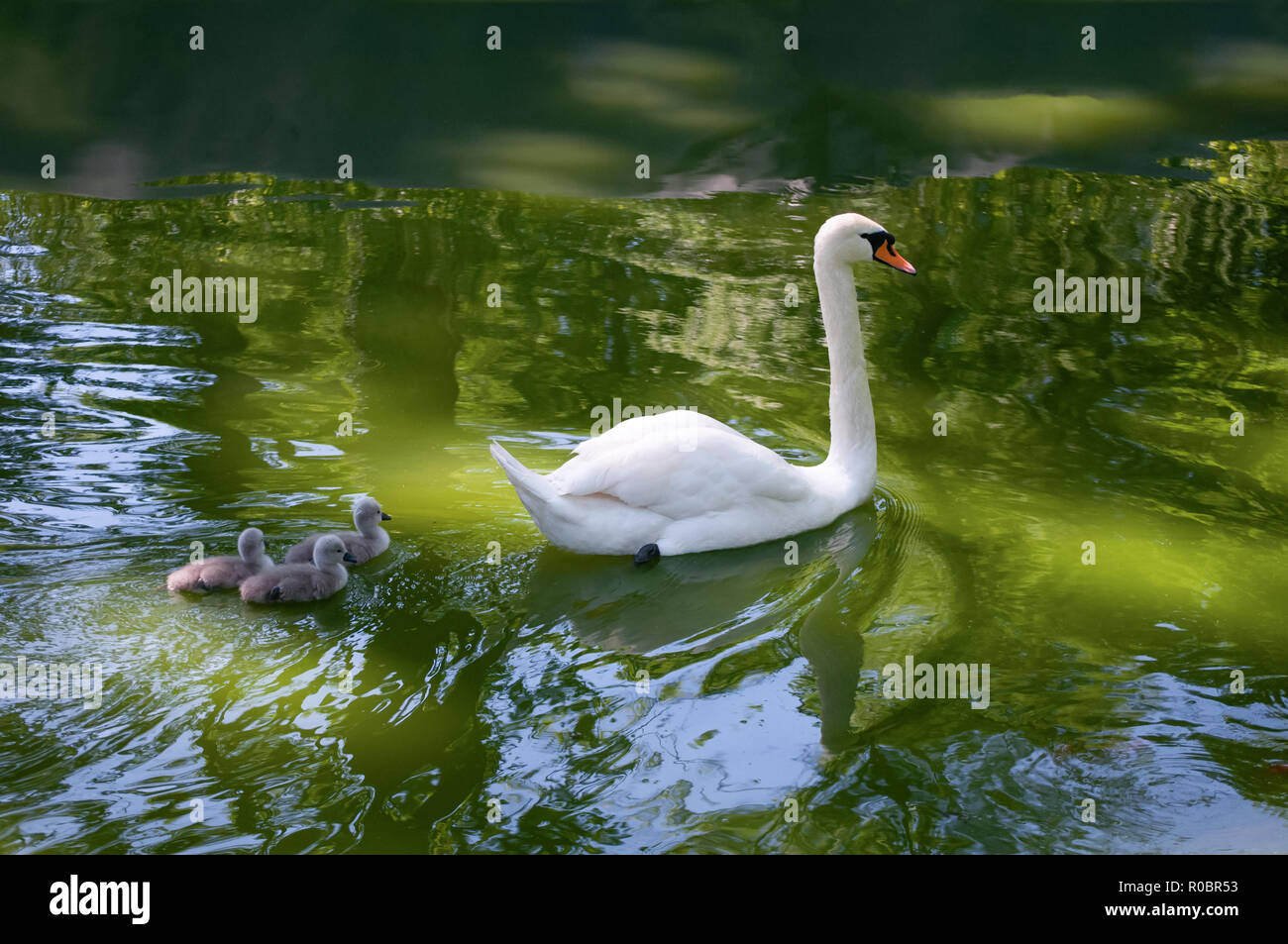 Baby swan walking hi-res stock photography and images - Alamy