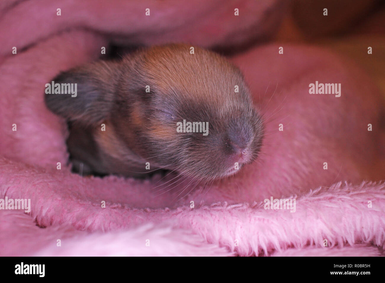 Bunny rabbit newborn lop kit 1 day old baby bunnies new born pets Stock ...