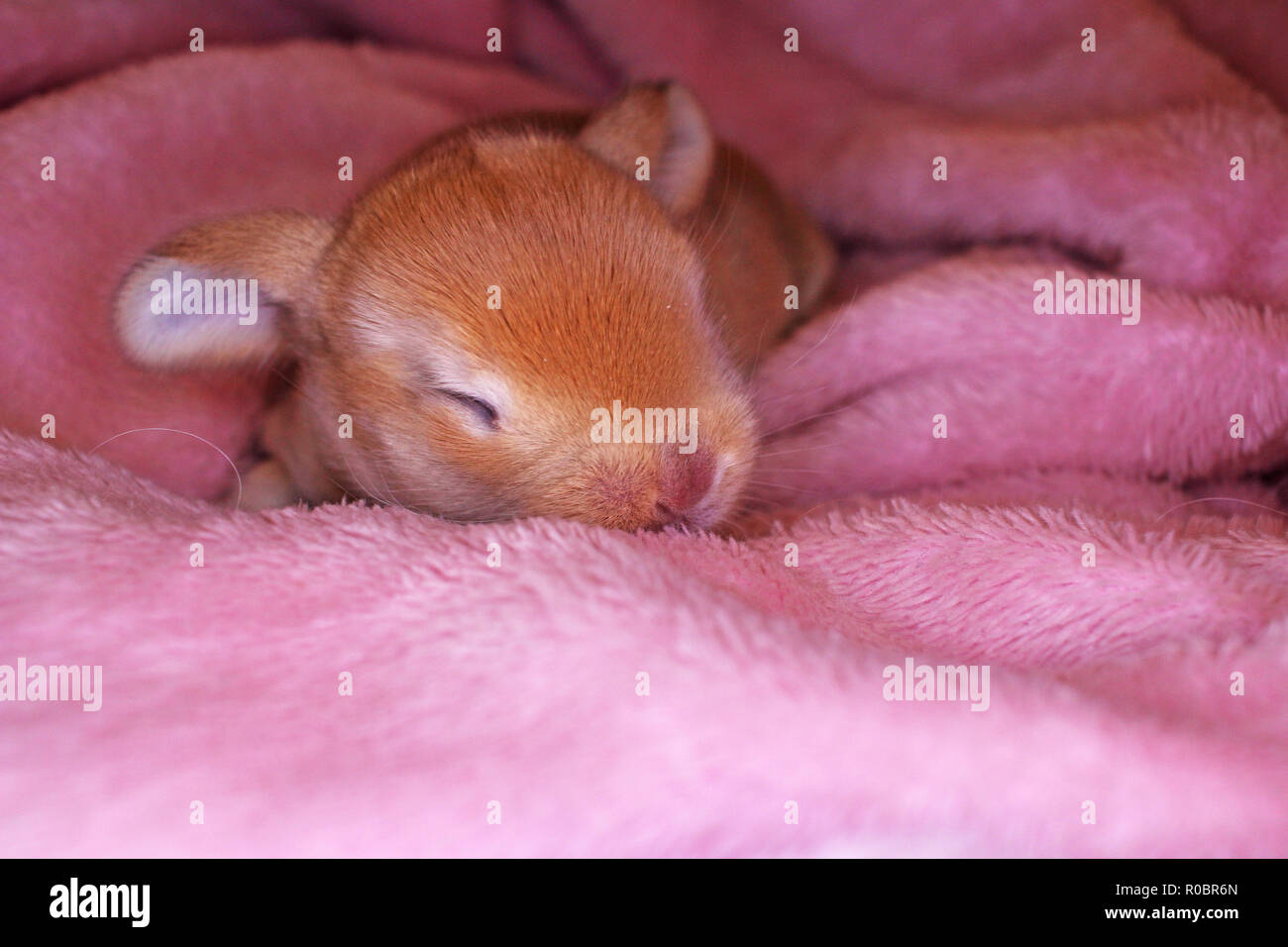 Baby bunny kits hi-res stock photography and images - Alamy