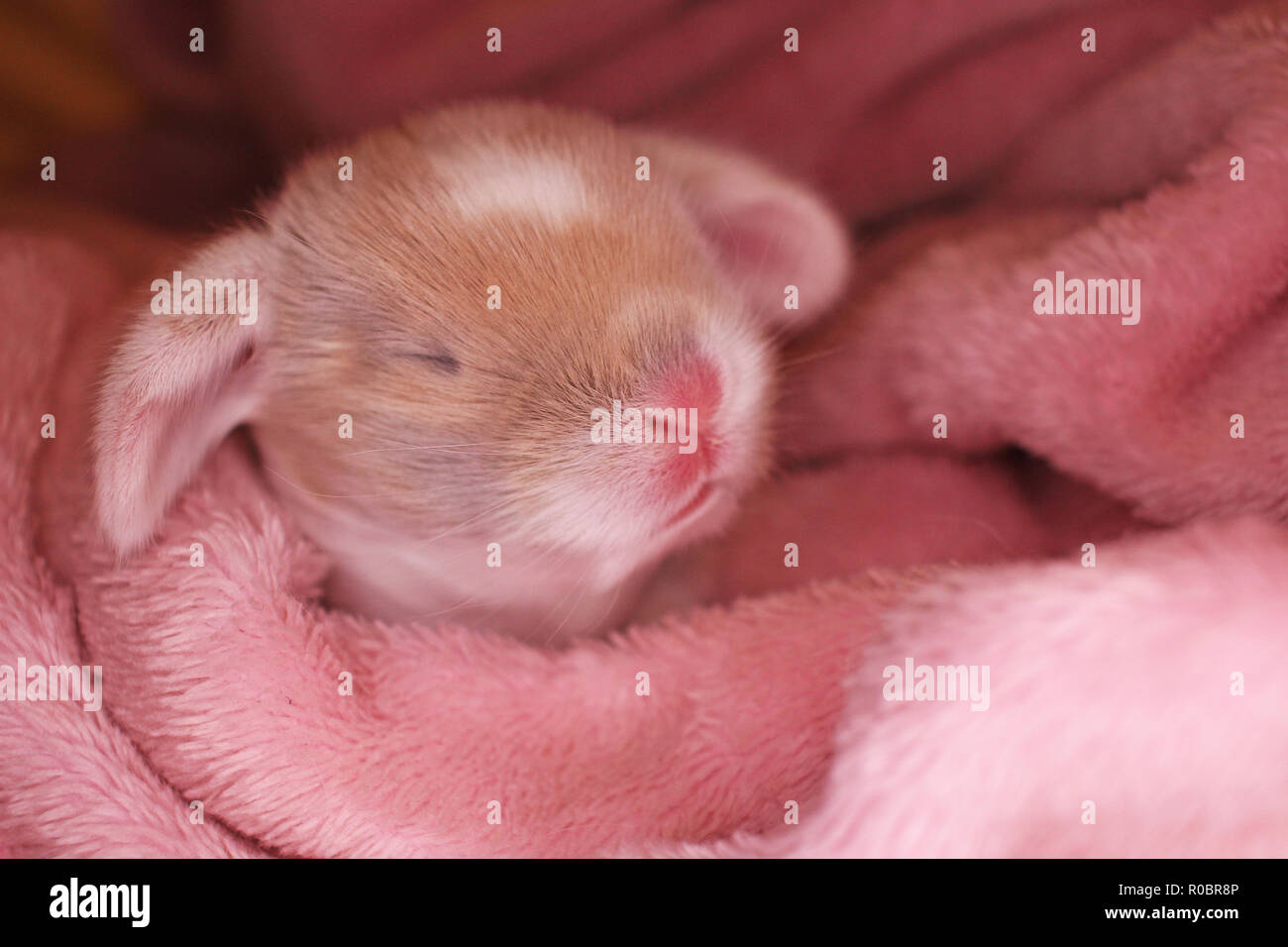 Bunny rabbit newborn lop kit 1 day old baby bunnies new born pets Stock ...