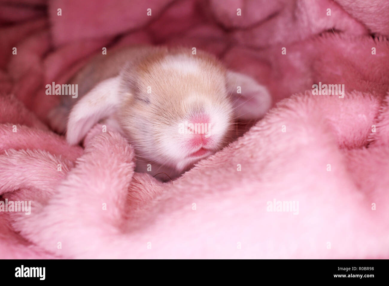 Baby bunny kits hi-res stock photography and images - Alamy