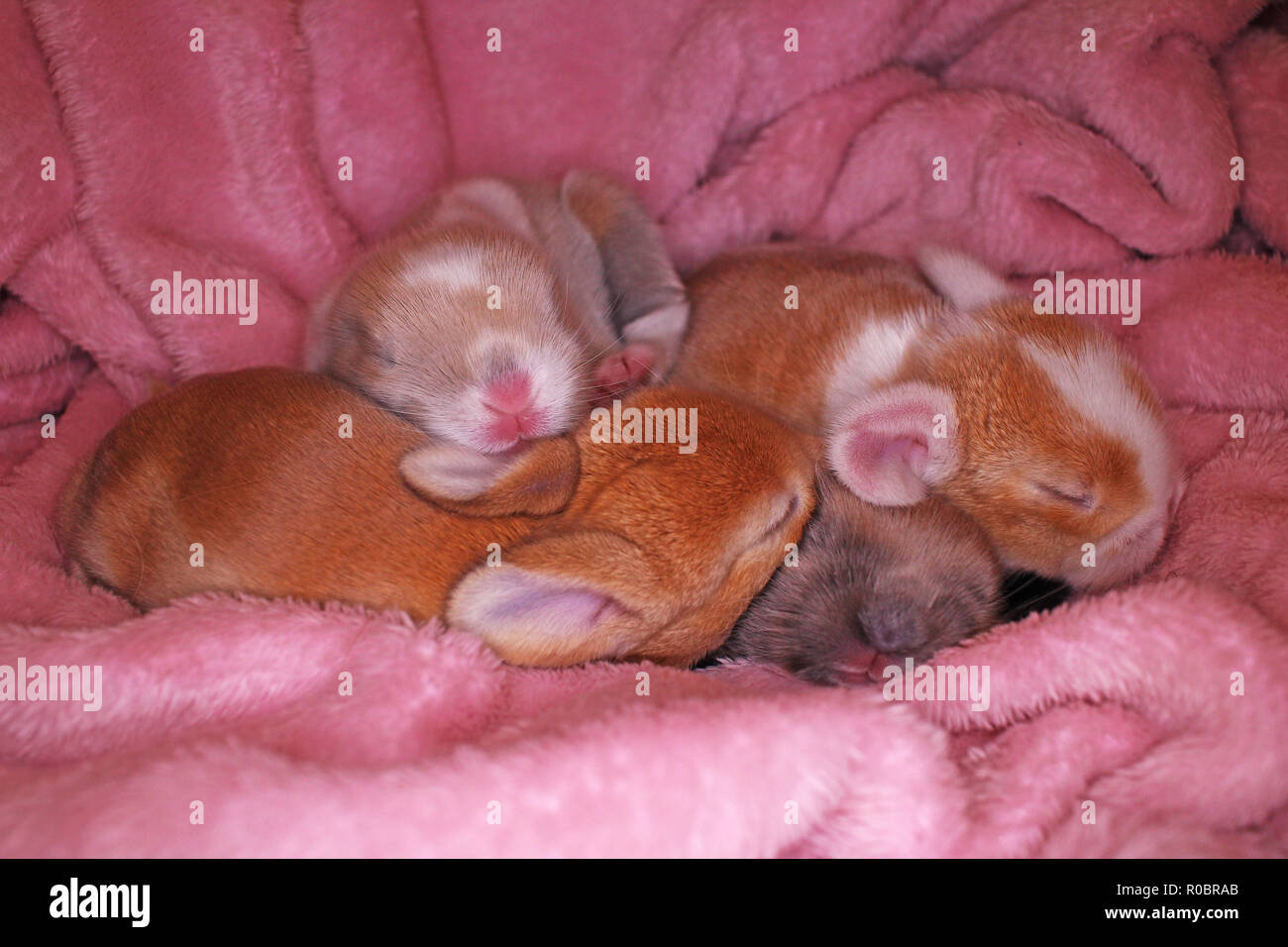 Bunny rabbit newborn lop kit 1 day old baby bunnies new born pets Stock ...