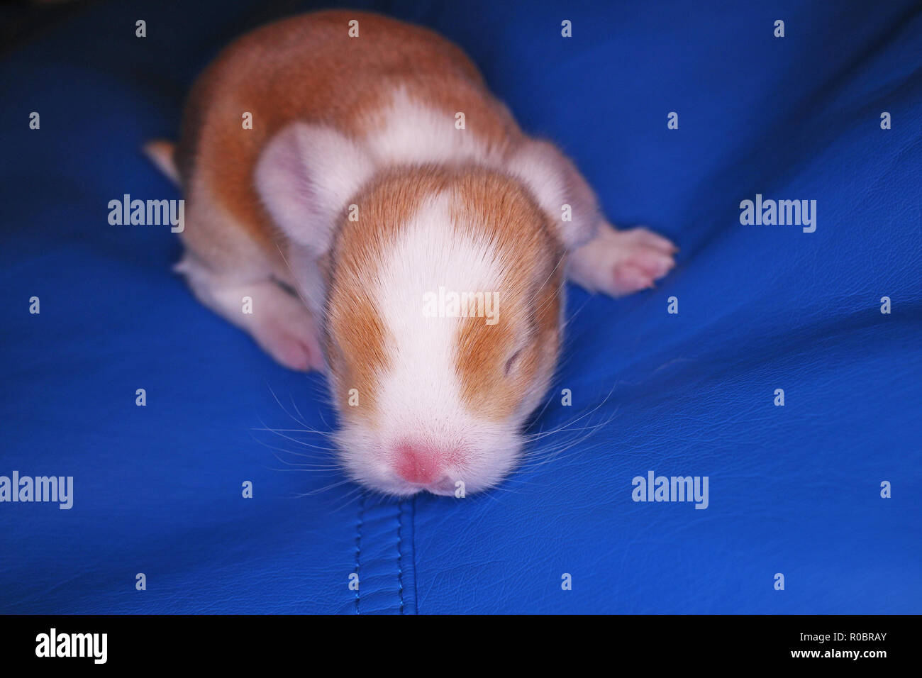 Bunny rabbit newborn lop kit 1 day old baby bunnies new born pets Stock ...