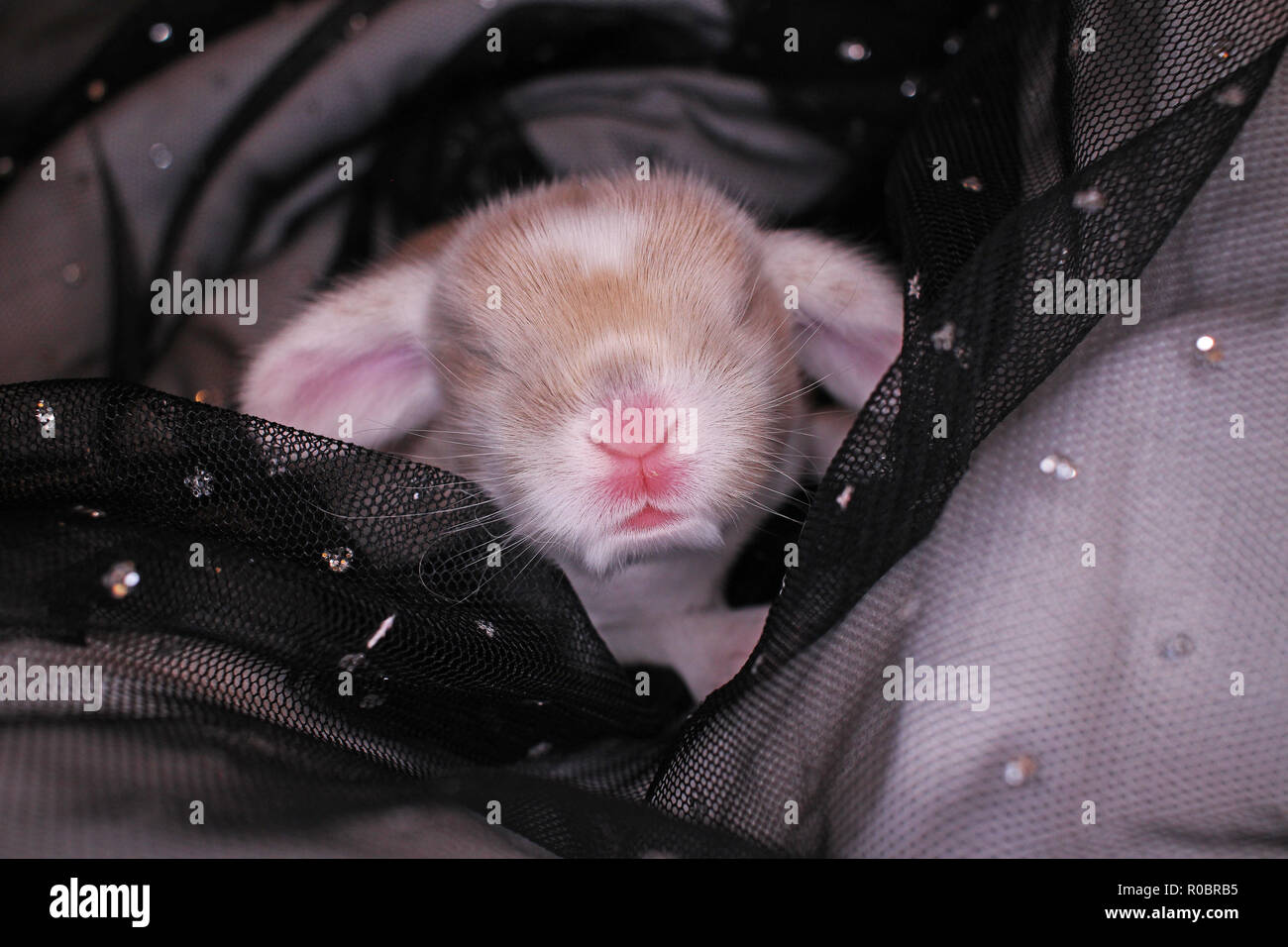 Baby bunny kits hi-res stock photography and images - Alamy