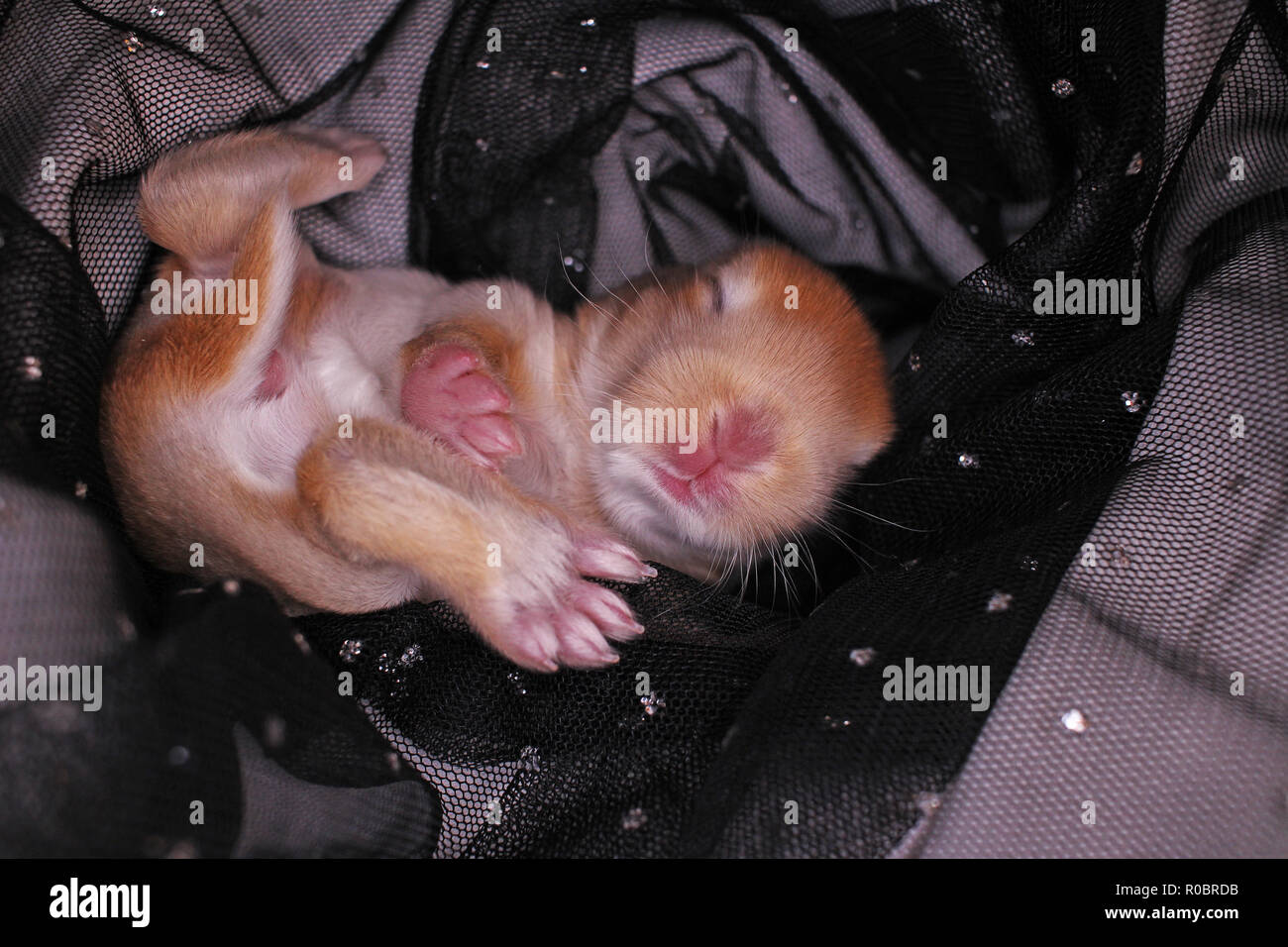 Baby bunny kits hi-res stock photography and images - Alamy