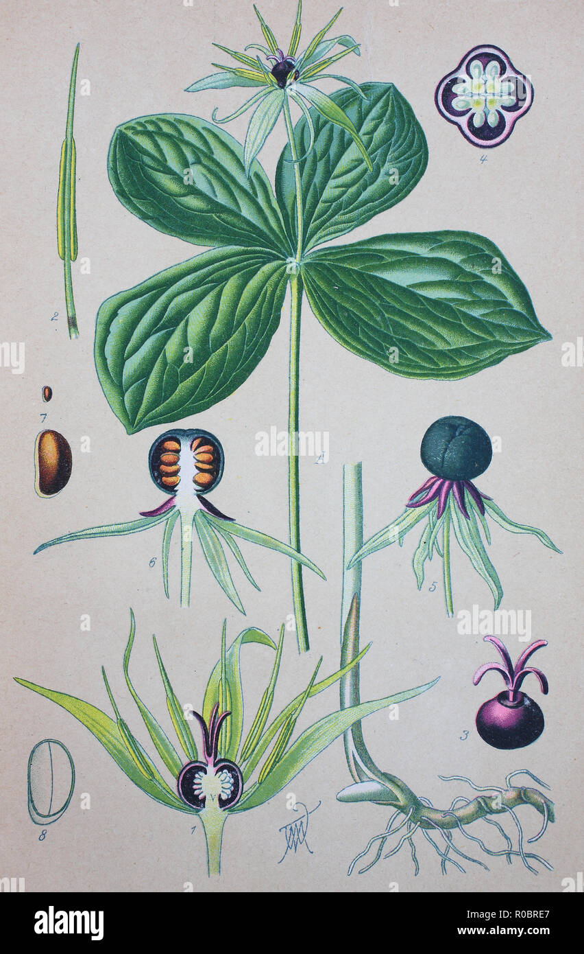 Digital improved high quality reproduction: Paris quadrifolia, the herb ...