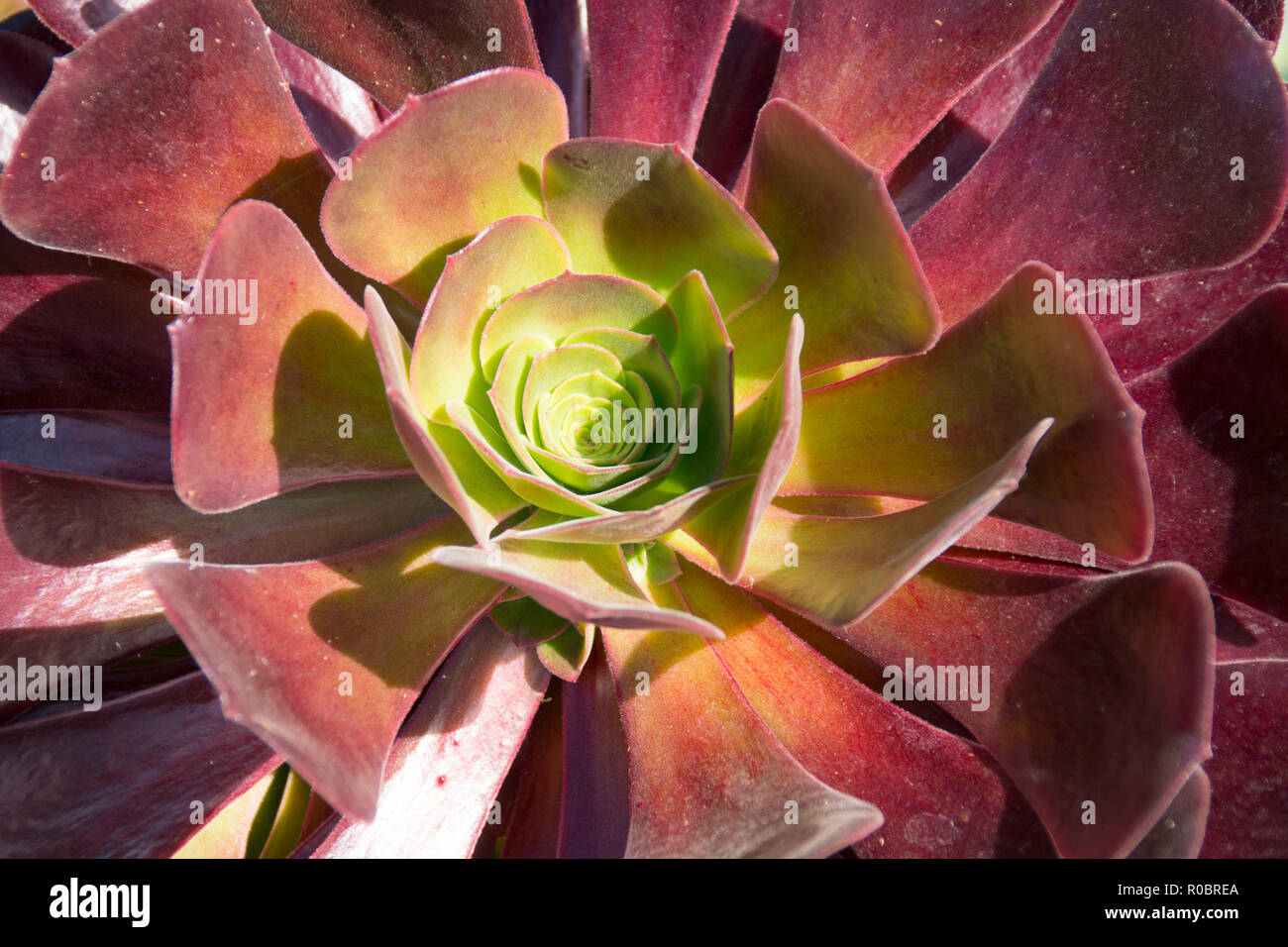 Pointy leaves succulent hi-res stock photography and images - Alamy