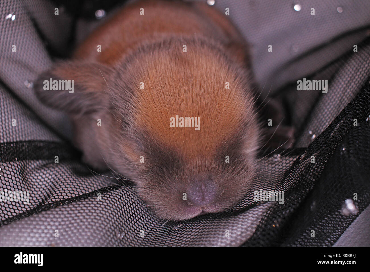 Baby bunny kits hi-res stock photography and images - Alamy