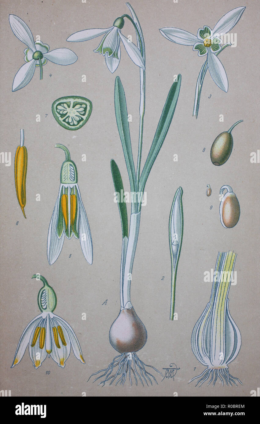 Galanthus species hi-res stock photography and images - Alamy