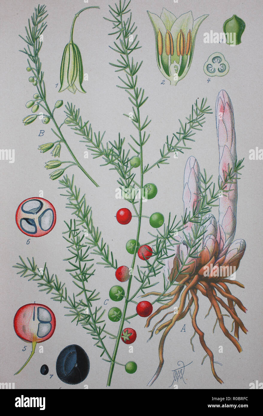 Digital improved high quality reproduction: Asparagus, or garden ...