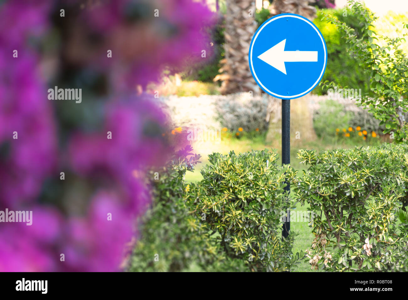 White arrow on blue road sign with tree in background Stock Photo - Alamy