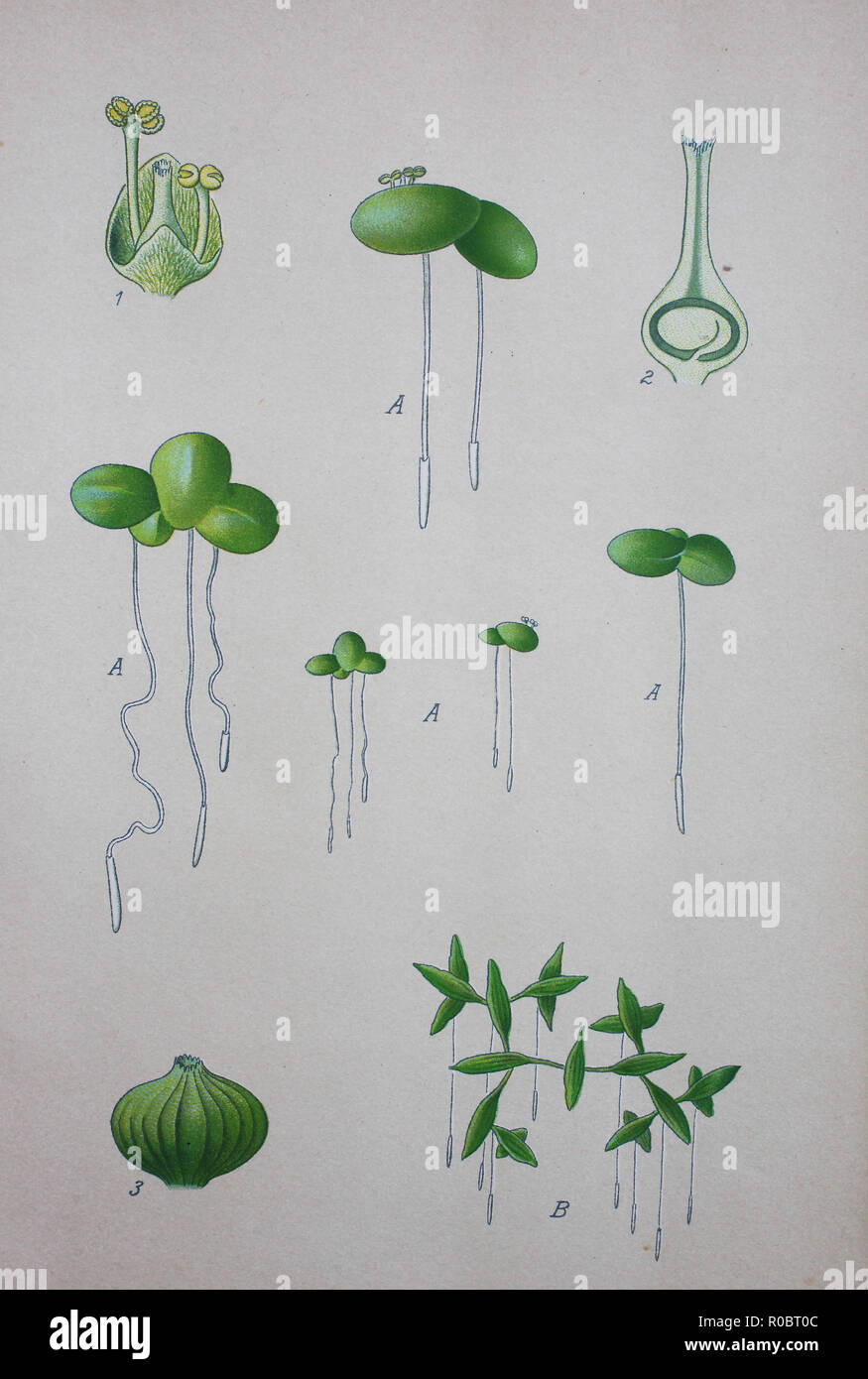 Digital improved high quality reproduction: Lemna minor, the common ...