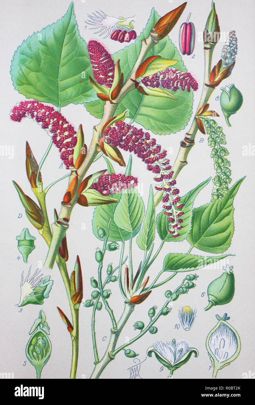 Digital improved high quality reproduction: Populus nigra, the black ...