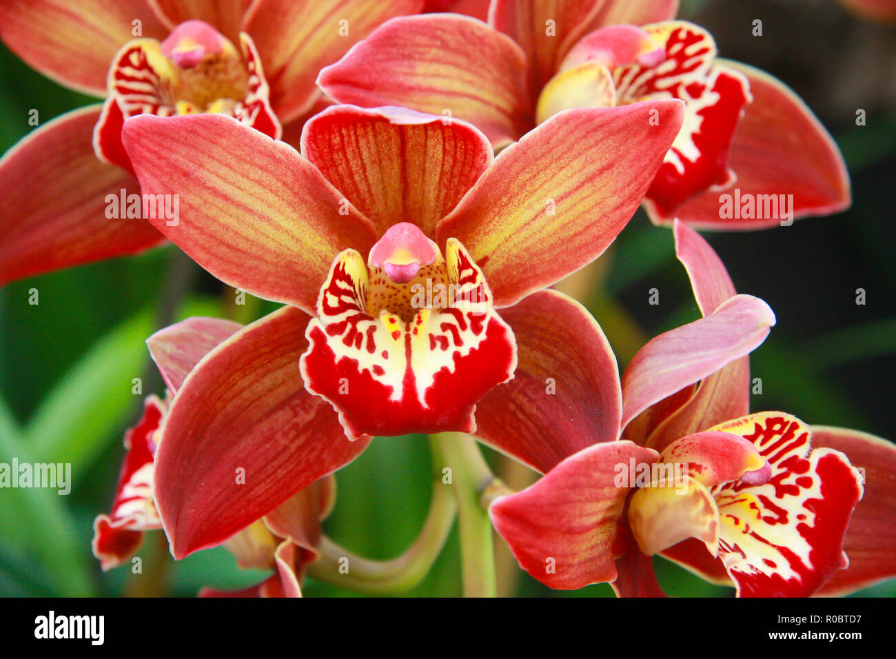 Cream flower patterns hi-res stock photography and images - Alamy