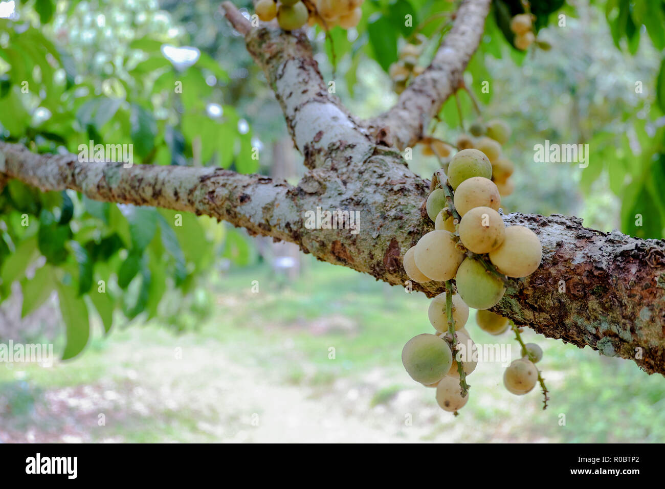 Lansium hi-res stock photography and images - Alamy