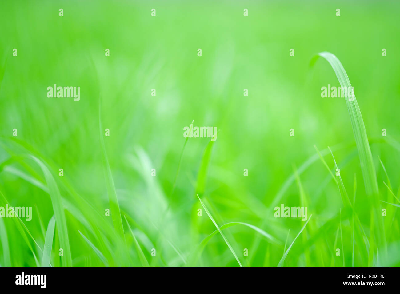 rice leaf and seed on nature background Stock Photo - Alamy