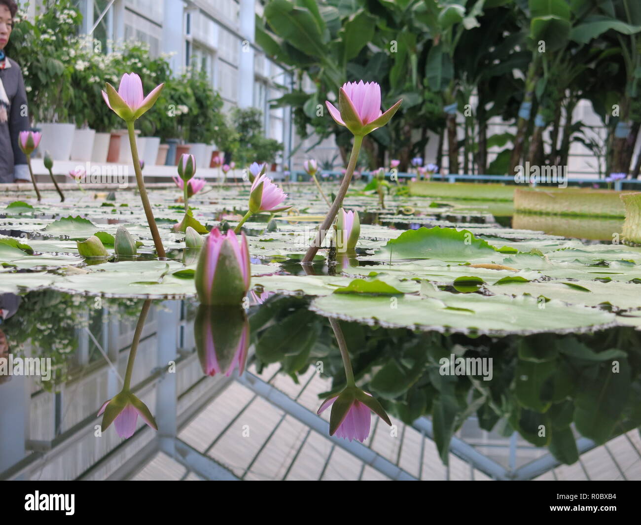 Water lilies growing in tanks in the warm waters at one of the "8 Hells ...
