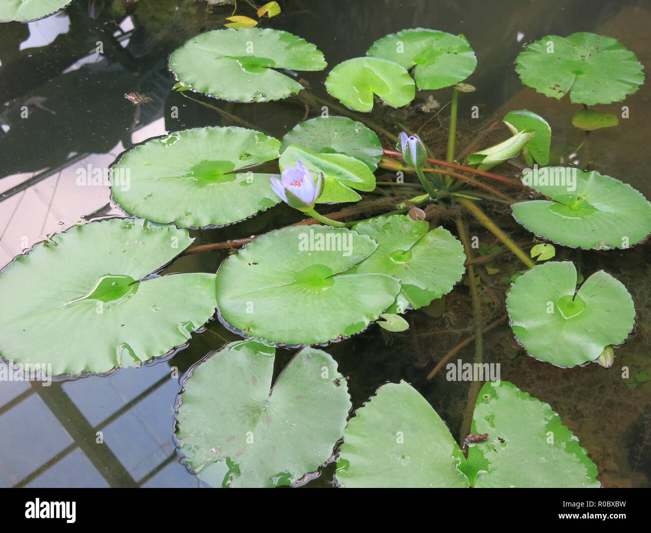 Water lilies growing in tanks in the warm waters at one of the "8 Hells ...
