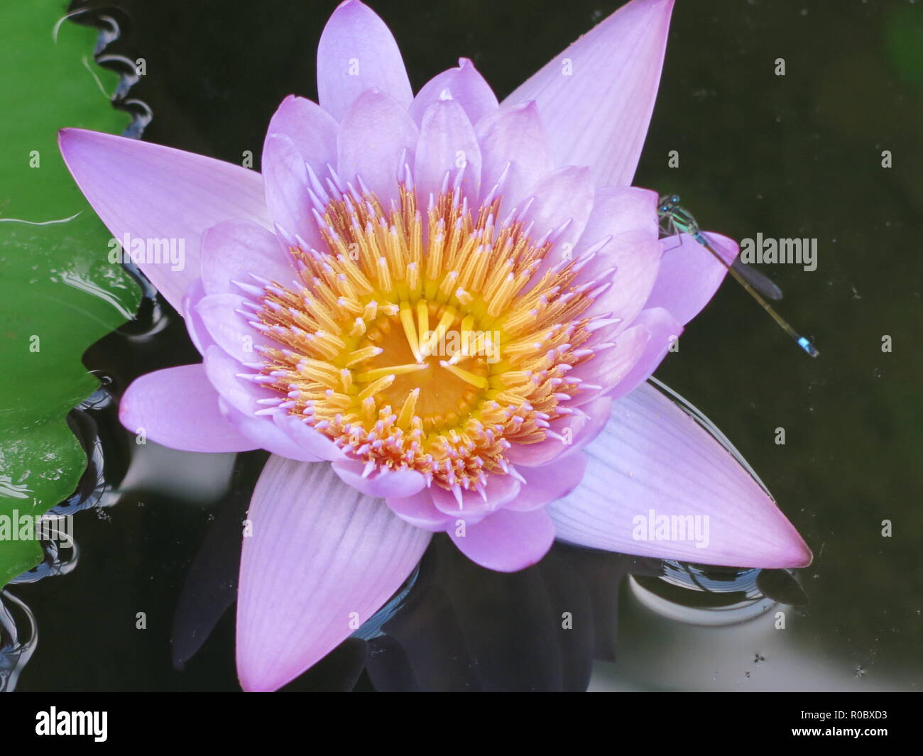 Water lilies growing in tanks in the warm waters at one of the "8 Hells ...