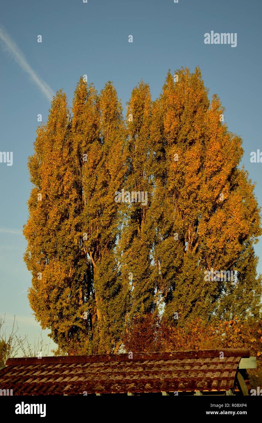 Poplar trees in autumn Stock Photo - Alamy