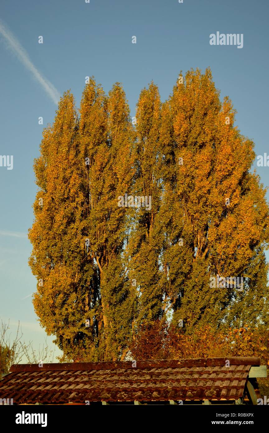 Poplar trees in autumn Stock Photo - Alamy