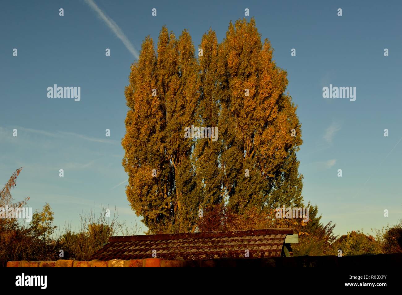 Poplar trees in autumn hi-res stock photography and images - Alamy