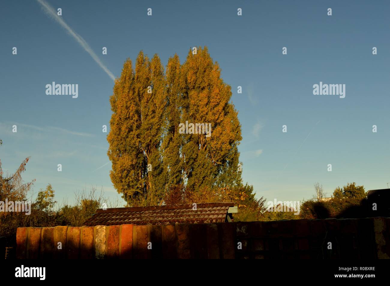 Poplar london tree hi-res stock photography and images - Alamy