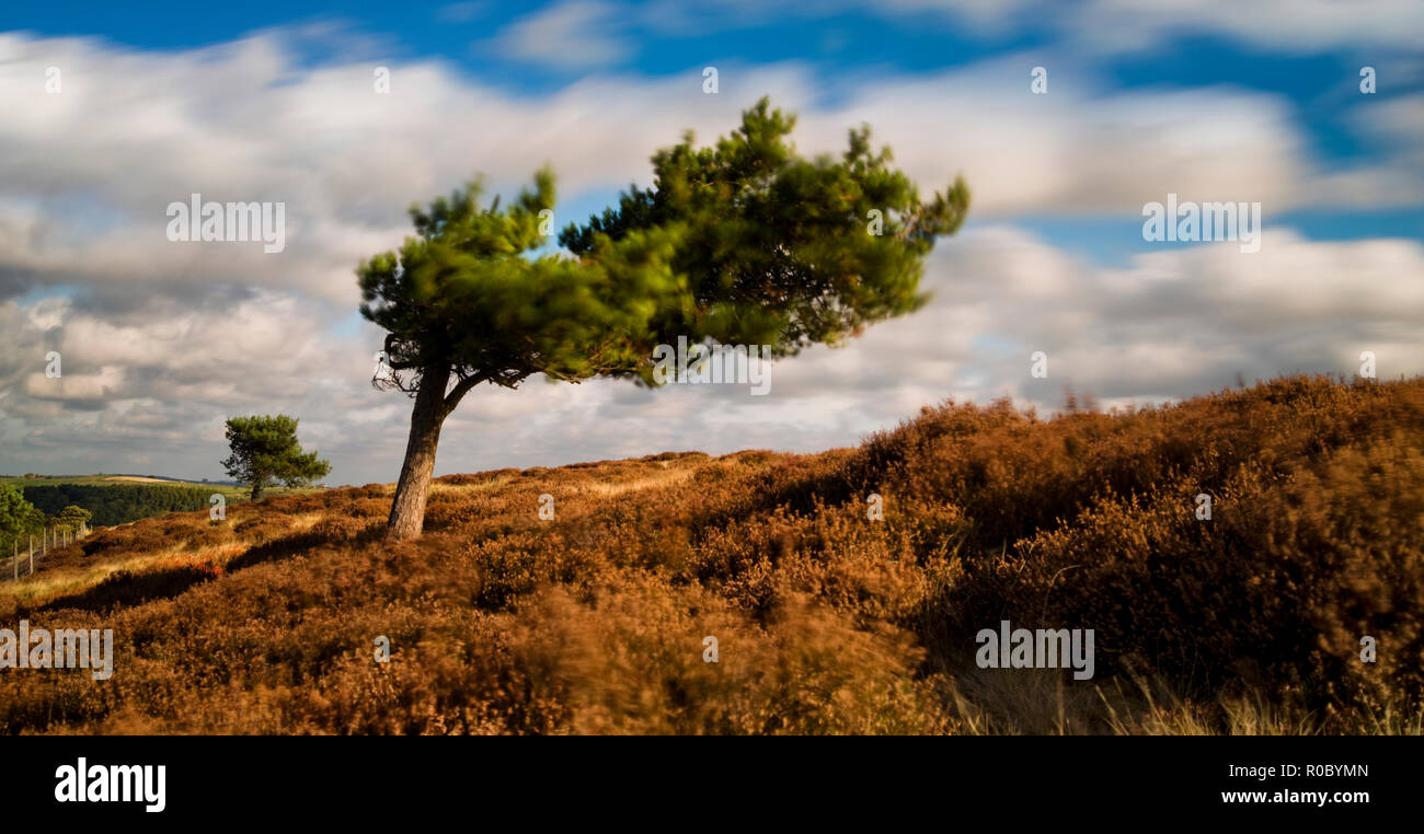 A windswept tree on Ramsley Moor, the Peak District, England Stock ...