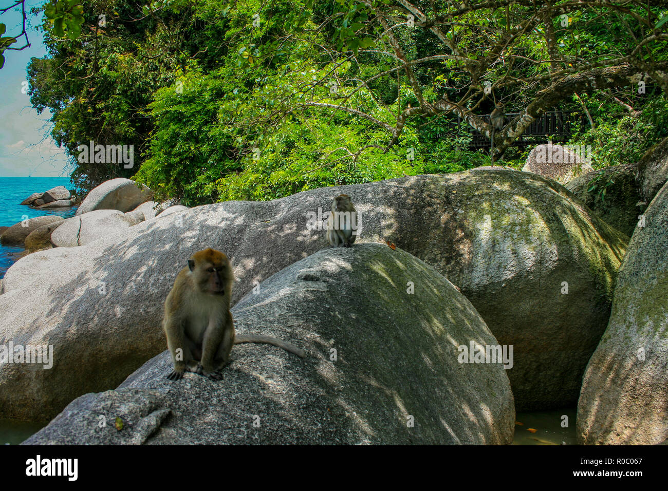 Monkey Beach, Tanjung Bungah beach, Penang (Pulau Pinang), Malaysia ...