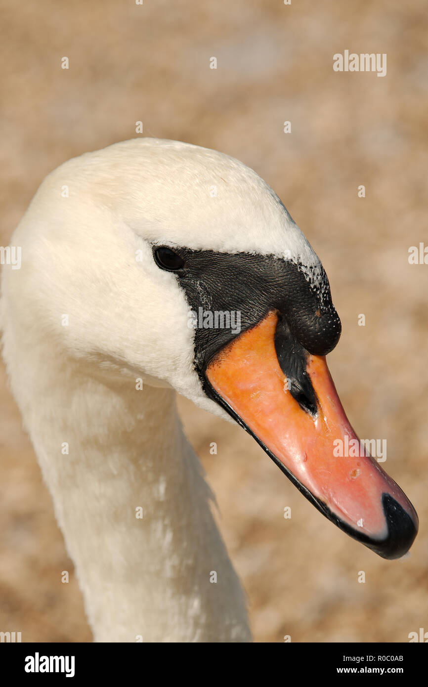 A close up of the head of a mute swan looking right Stock Photo - Alamy