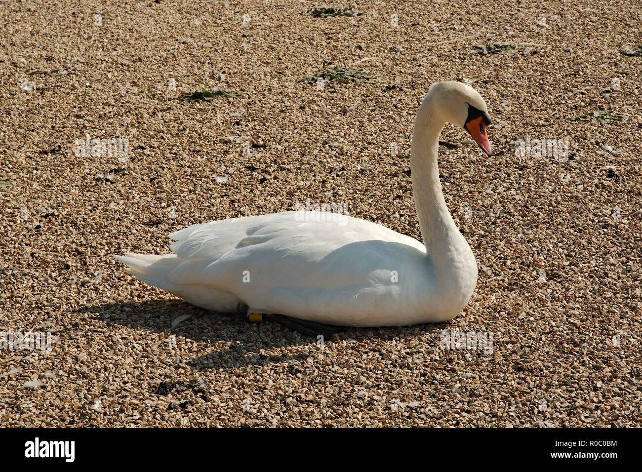 Sleep profile hi-res stock photography and images - Alamy