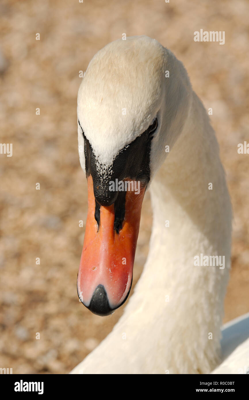 Mature swan hi-res stock photography and images - Alamy