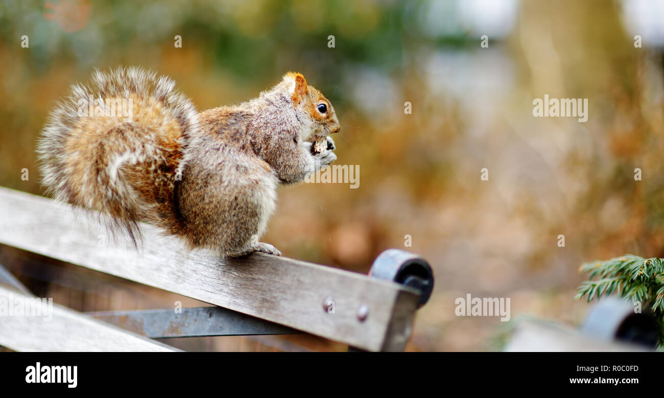 Eastern gray squirrel in Central Park in New York, USA Stock Photo - Alamy