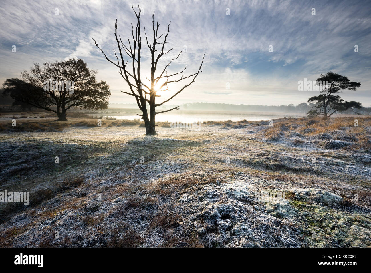 sunrise sunshine through old dry tree on misty morning Stock Photo - Alamy