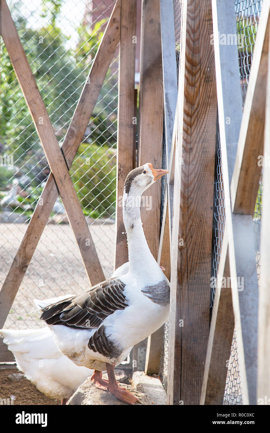 Locked cage hi-res stock photography and images - Alamy