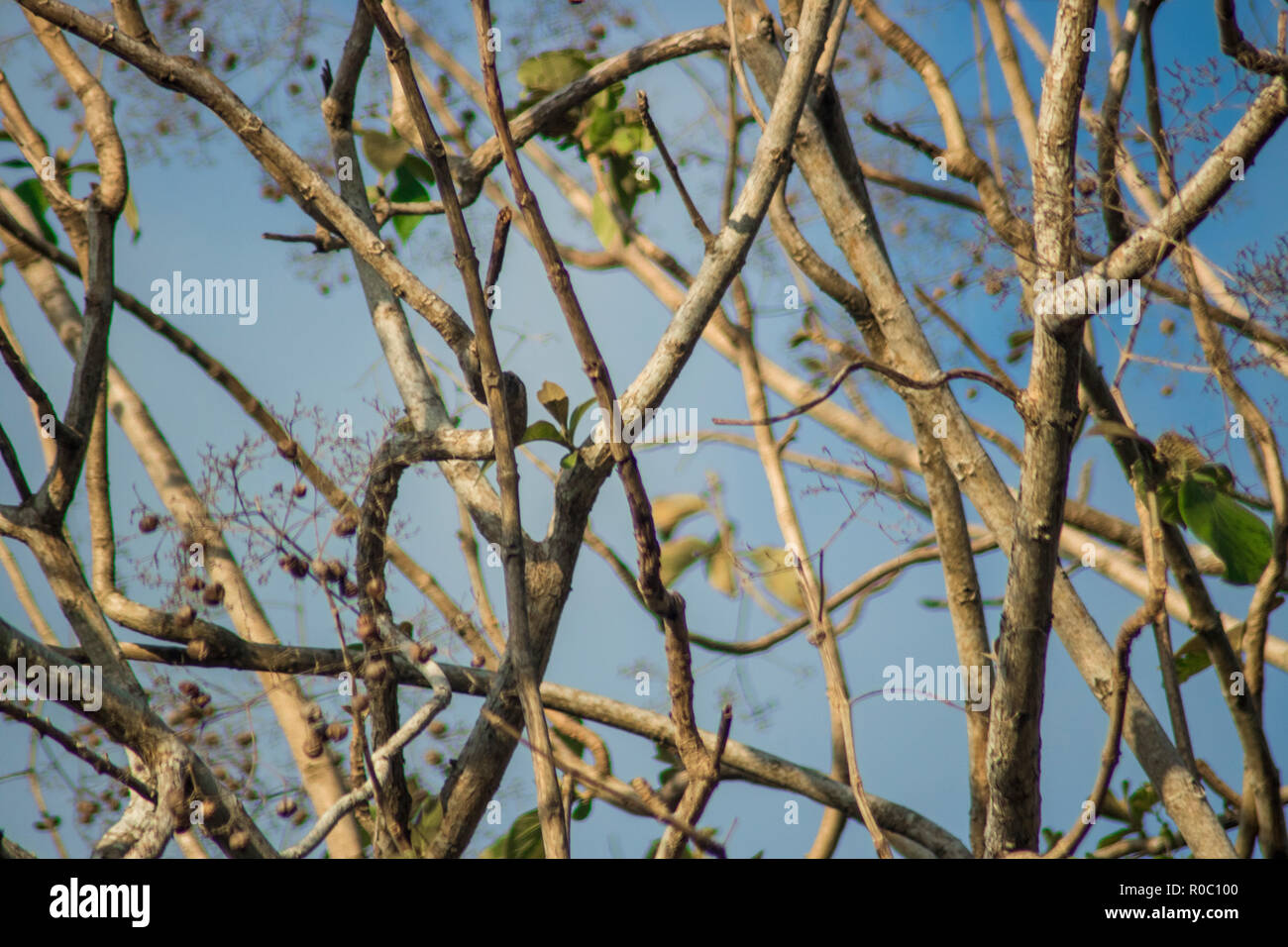 garden tree branch jungle plant photo Stock Photo - Alamy