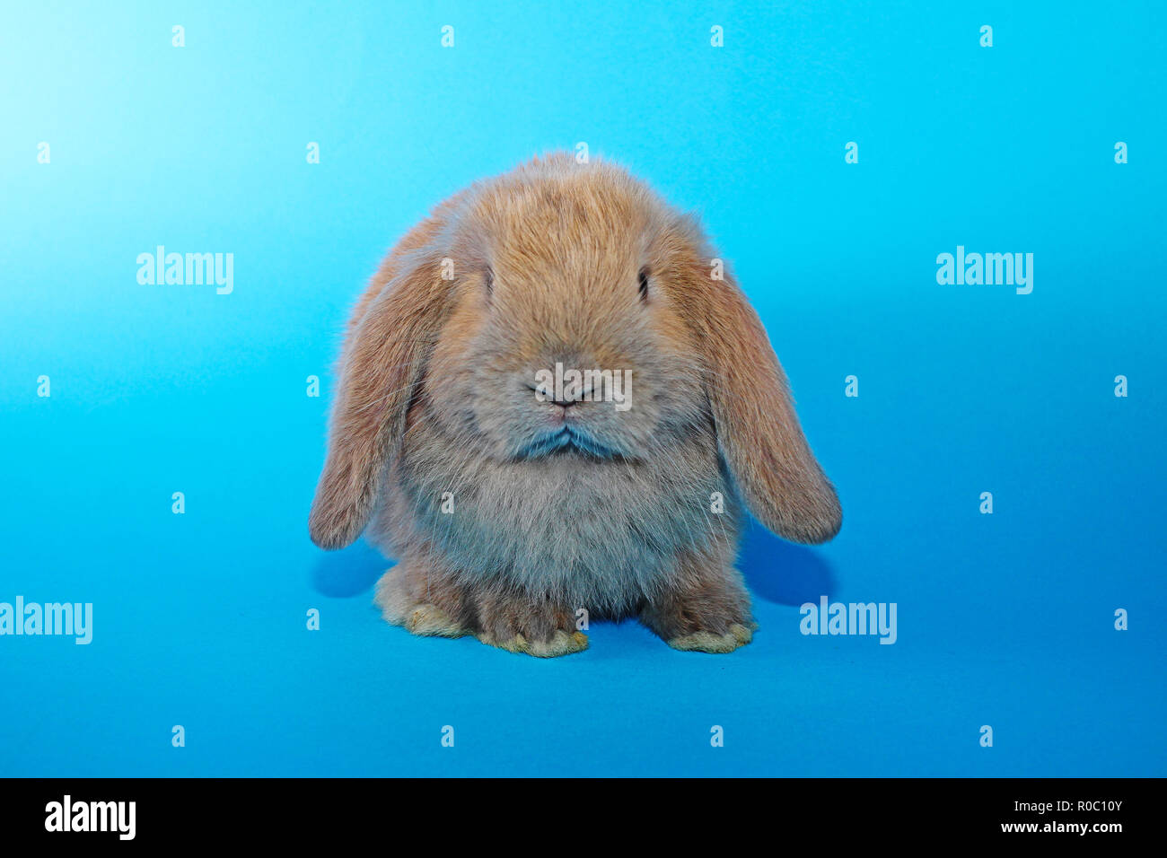 Cute little young bunny rabbit lop eared dwarf rabbits Stock Photo - Alamy