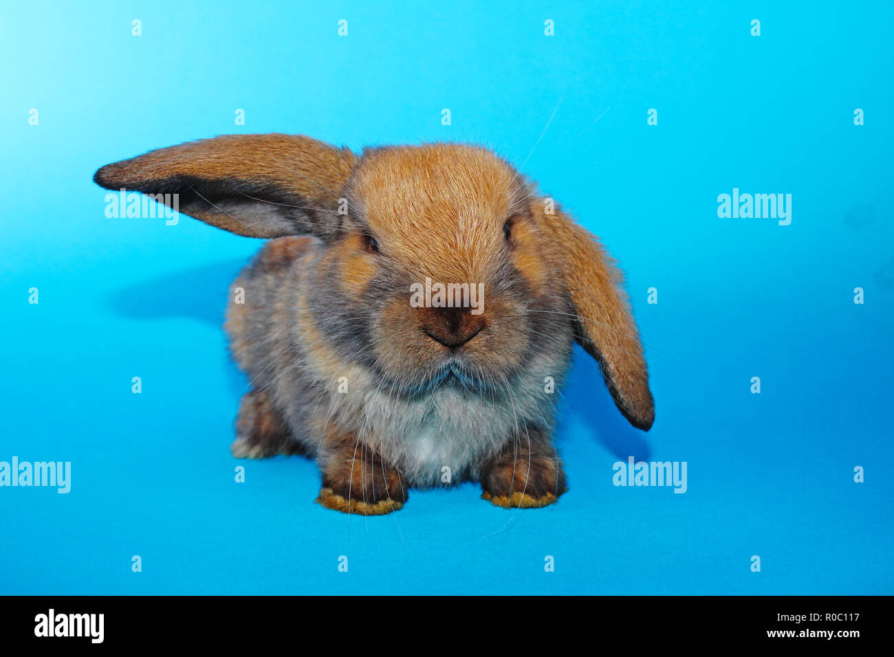 Cute little young bunny rabbit lop eared dwarf rabbits Stock Photo - Alamy