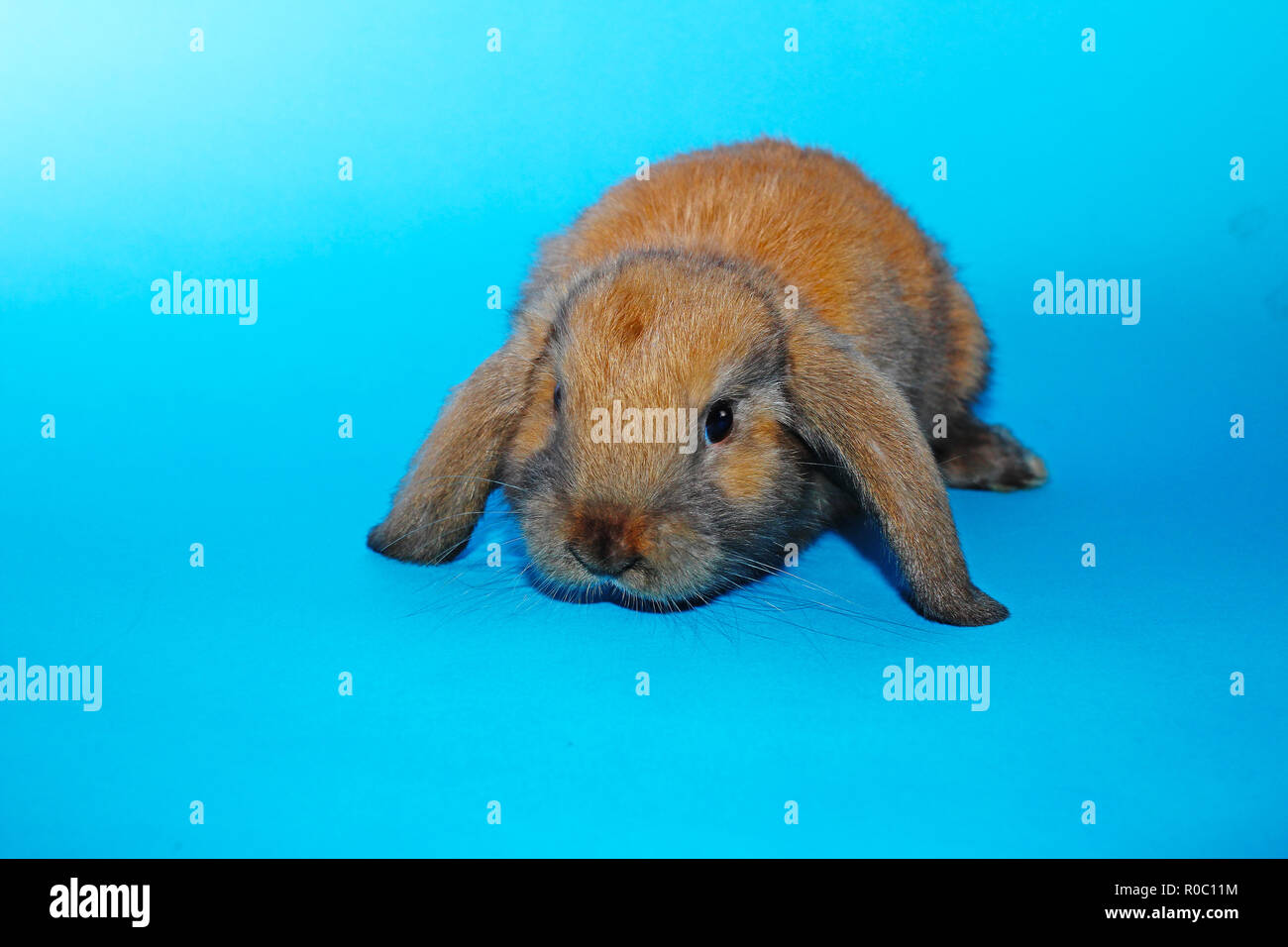 Cute little young bunny rabbit lop eared dwarf rabbits Stock Photo - Alamy