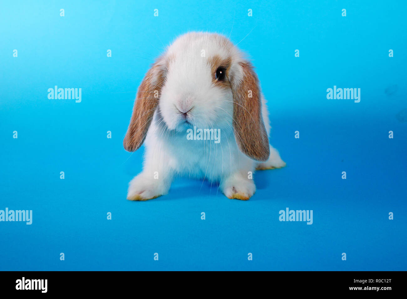 Cute little young bunny rabbit lop eared dwarf rabbits Stock Photo - Alamy