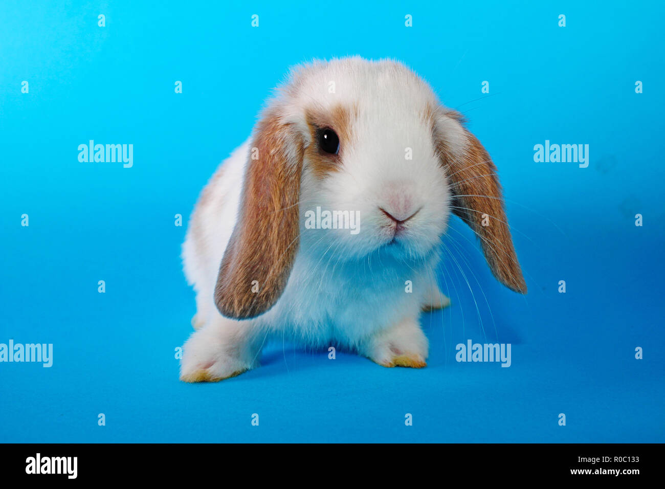 Cute little young bunny rabbit lop eared dwarf rabbits Stock Photo - Alamy