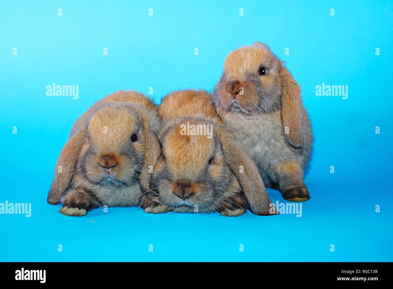 Cute little young bunny rabbit lop eared dwarf rabbits Stock Photo - Alamy