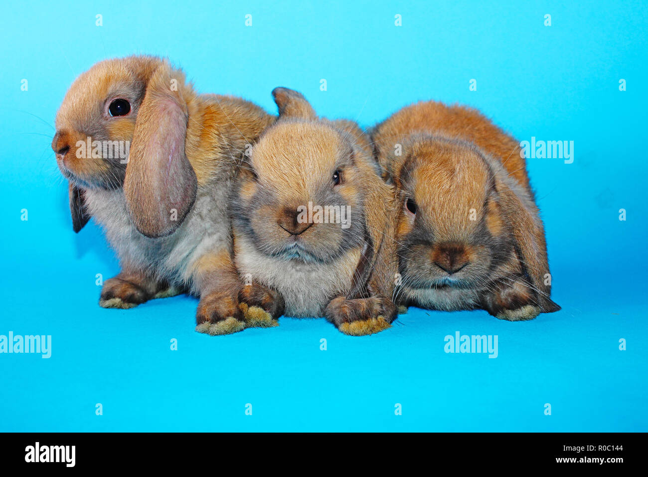 Cute little young bunny rabbit lop eared dwarf rabbits Stock Photo - Alamy