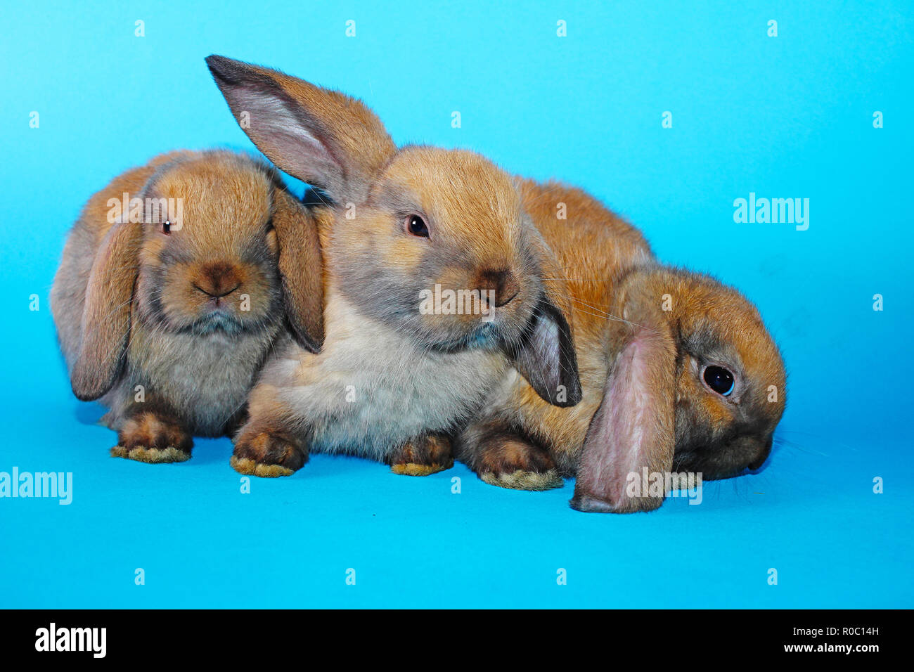 Cute little young bunny rabbit lop eared dwarf rabbits Stock Photo - Alamy