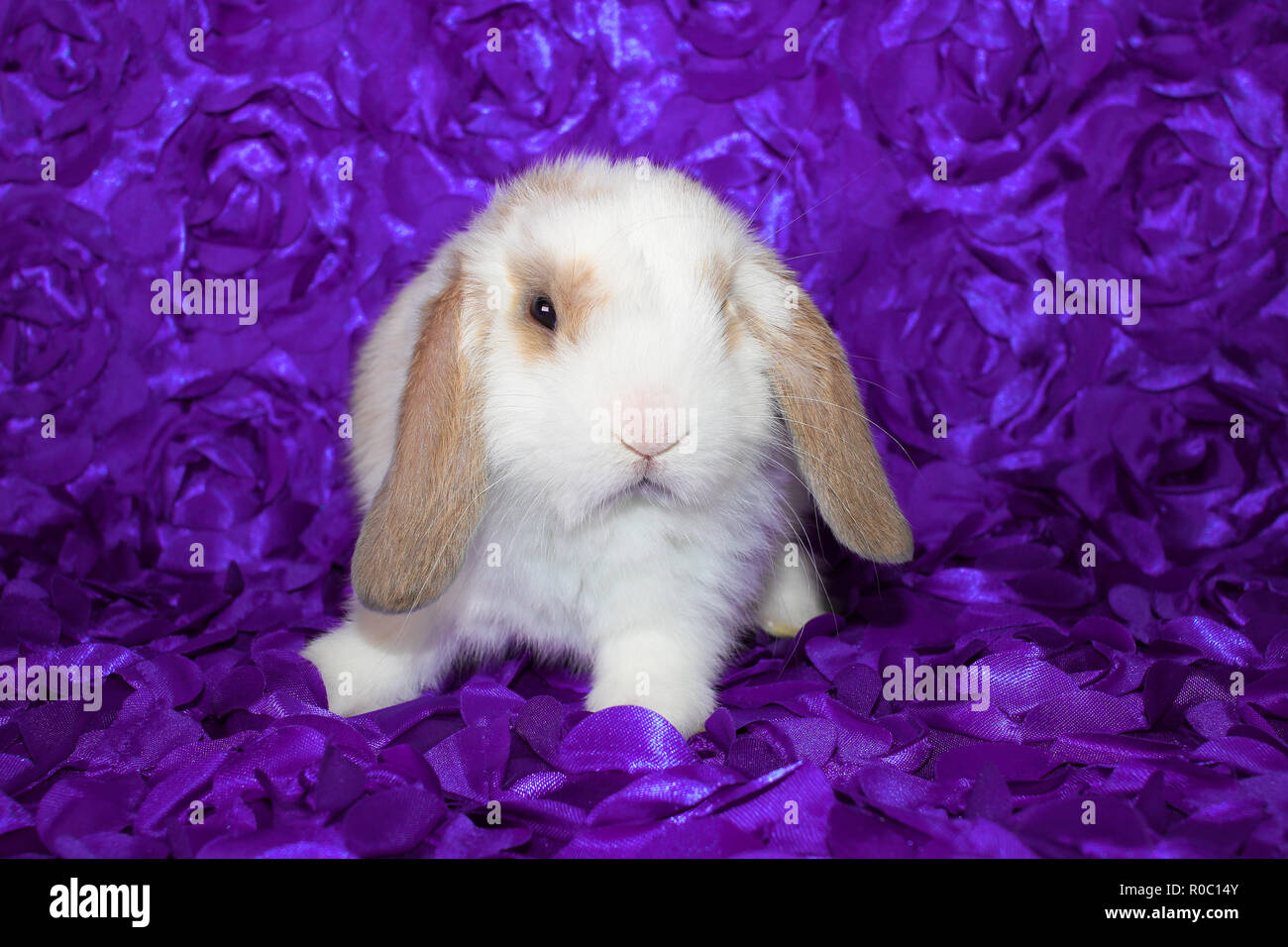 Cute little young bunny rabbit lop eared dwarf rabbits Stock Photo - Alamy