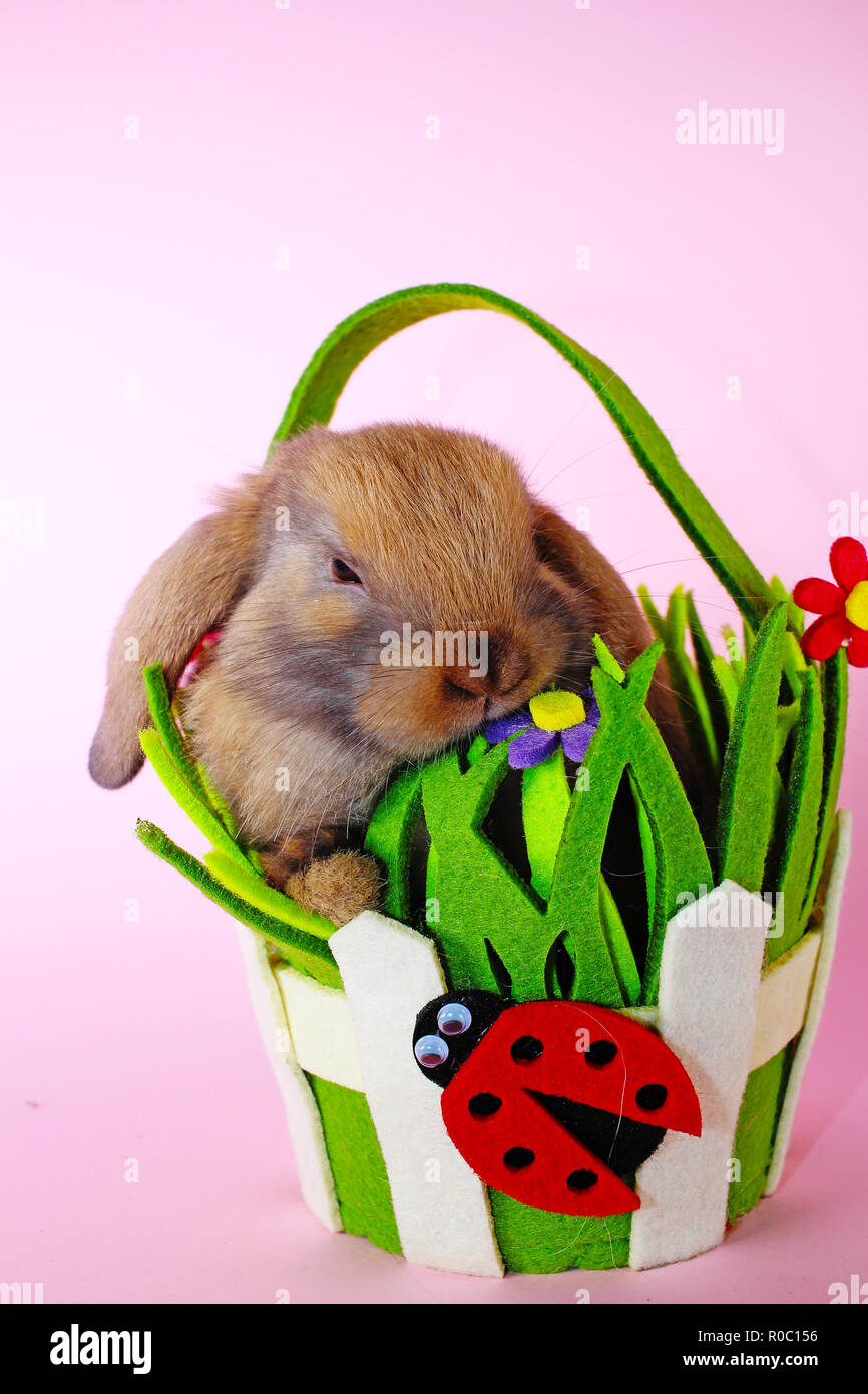 Cute little young bunny rabbit lop eared dwarf rabbits Stock Photo - Alamy