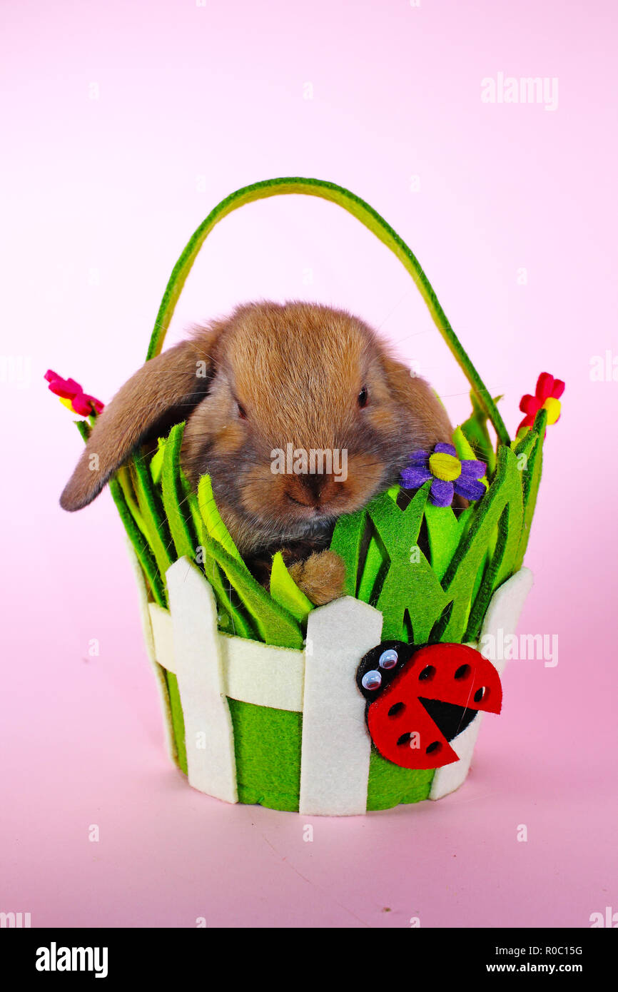 Cute little young bunny rabbit lop eared dwarf rabbits Stock Photo - Alamy